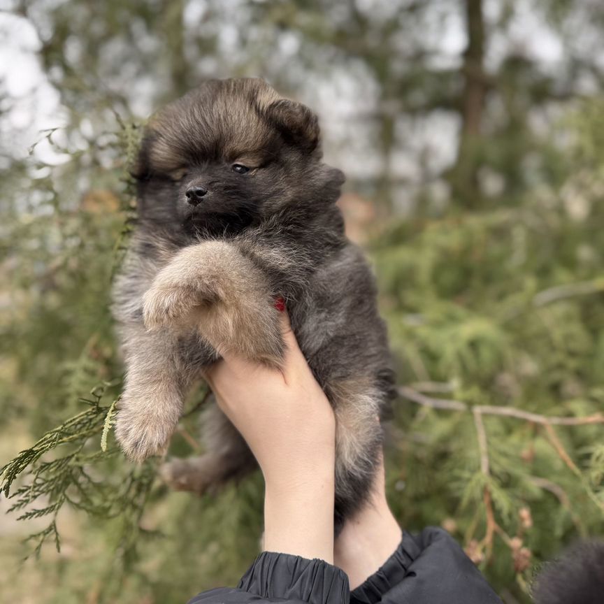 Щенки померанского шпица