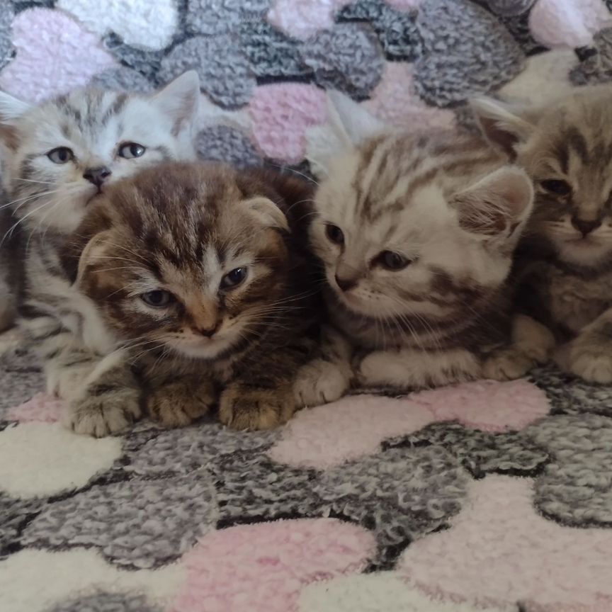 Шотландские котята