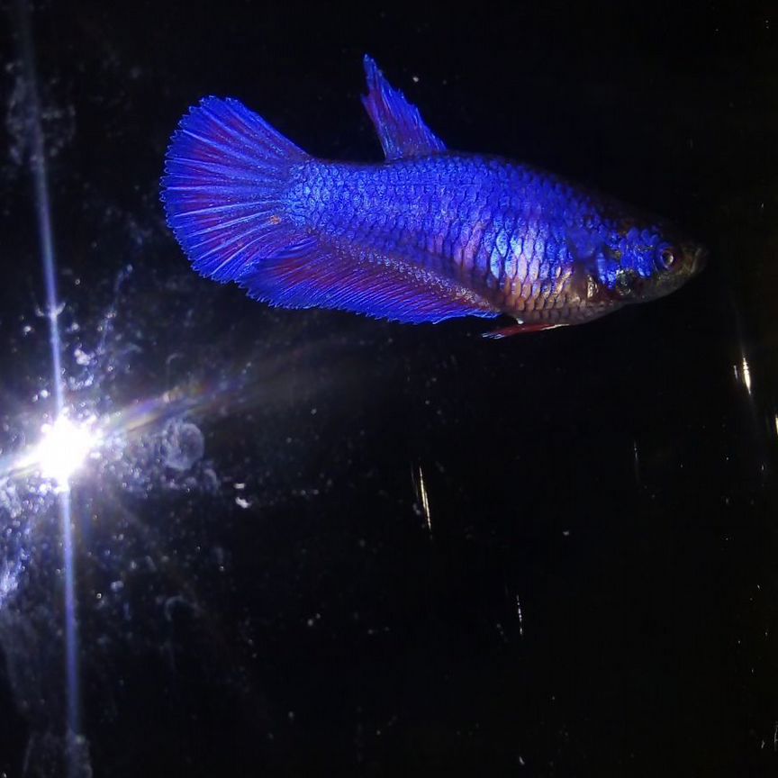 Рыба петушок самка