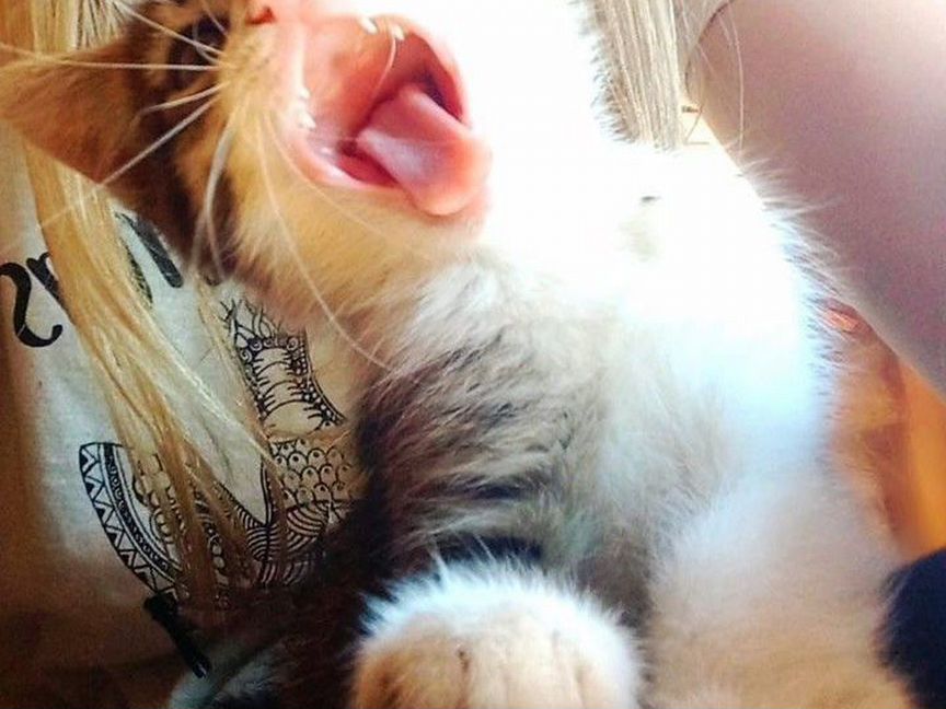 Котята в добрые руки