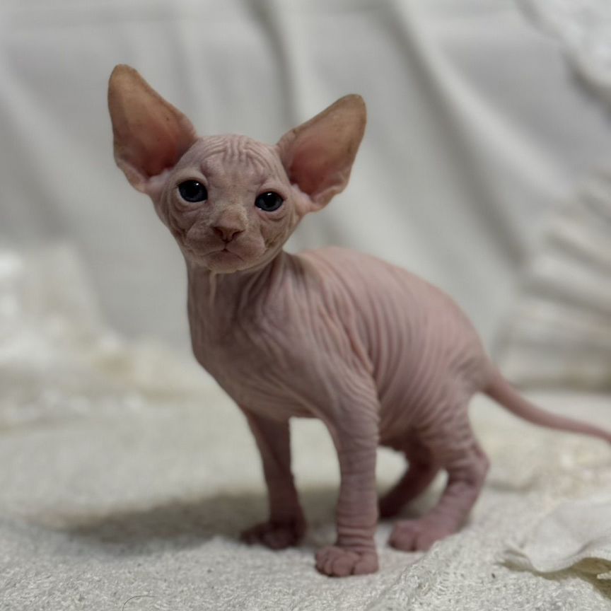 Канадский сфинкс котенок