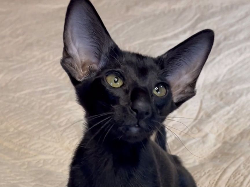 Ориентальный котик Чёрный