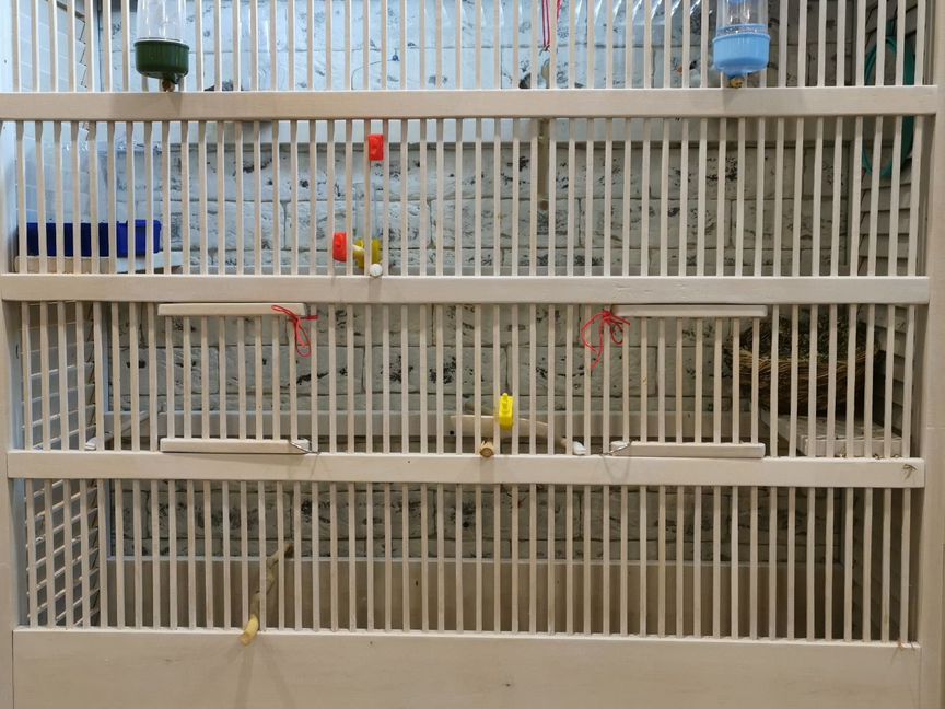 Клетка с Амадинами