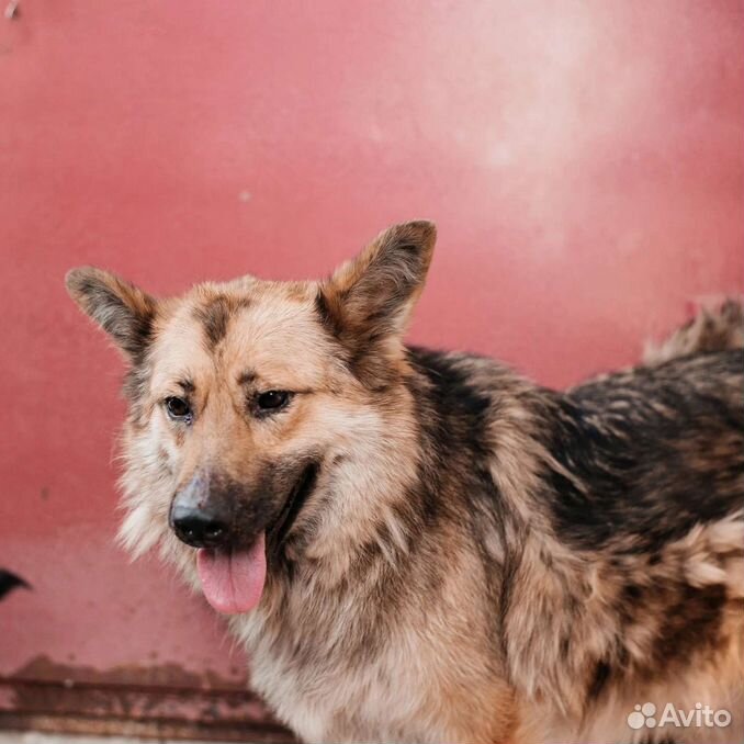 Собачка с сво ищет дом