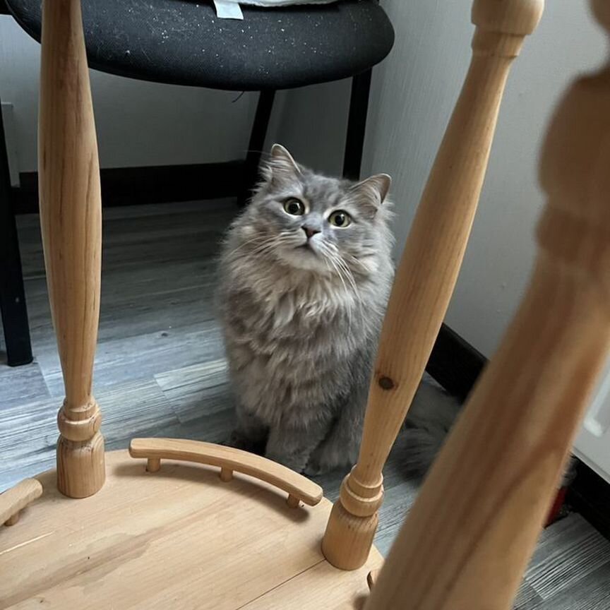 Взрослая кошка в добрые руки