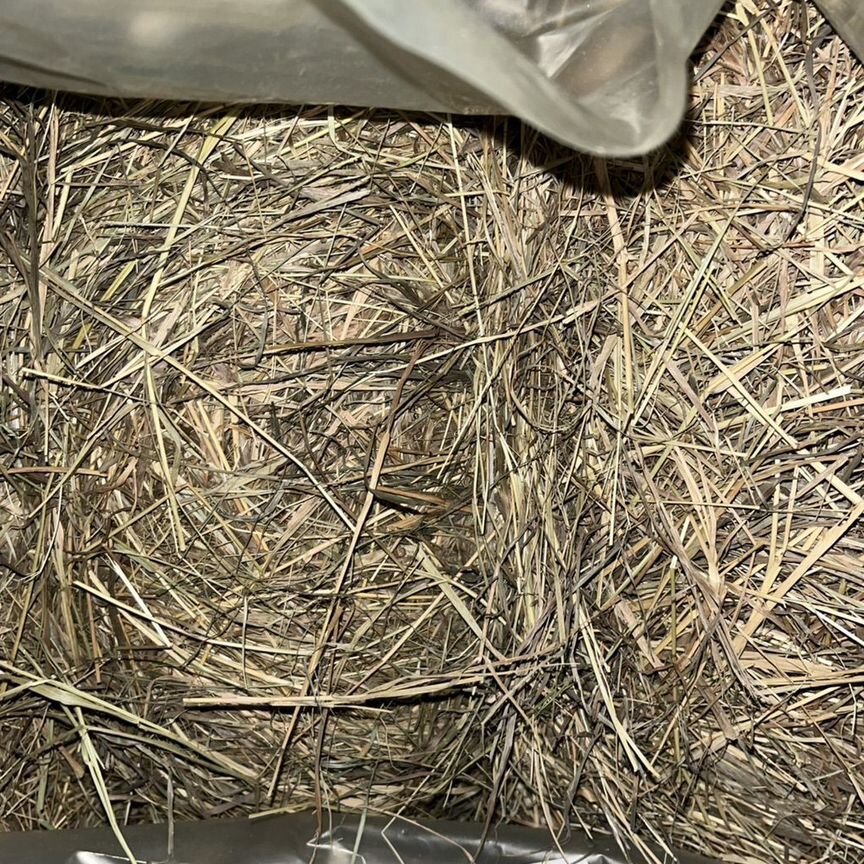 Сено луговое в кипах пос Ропша