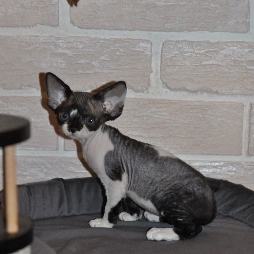 Котята Девон рекс