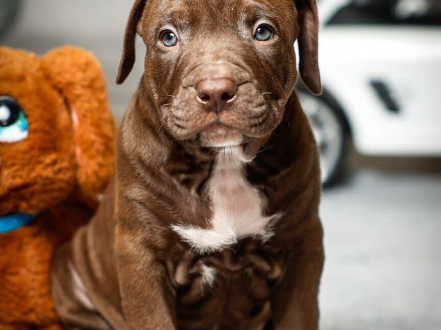 Шоколадное чудо. Прайтер