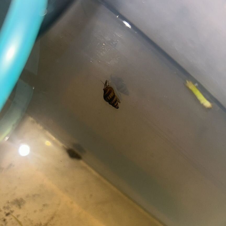 Улитка хелена