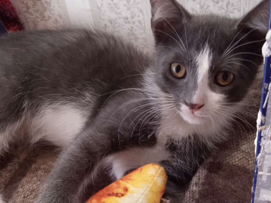 Кот котёнок 3 мес. Мальчик