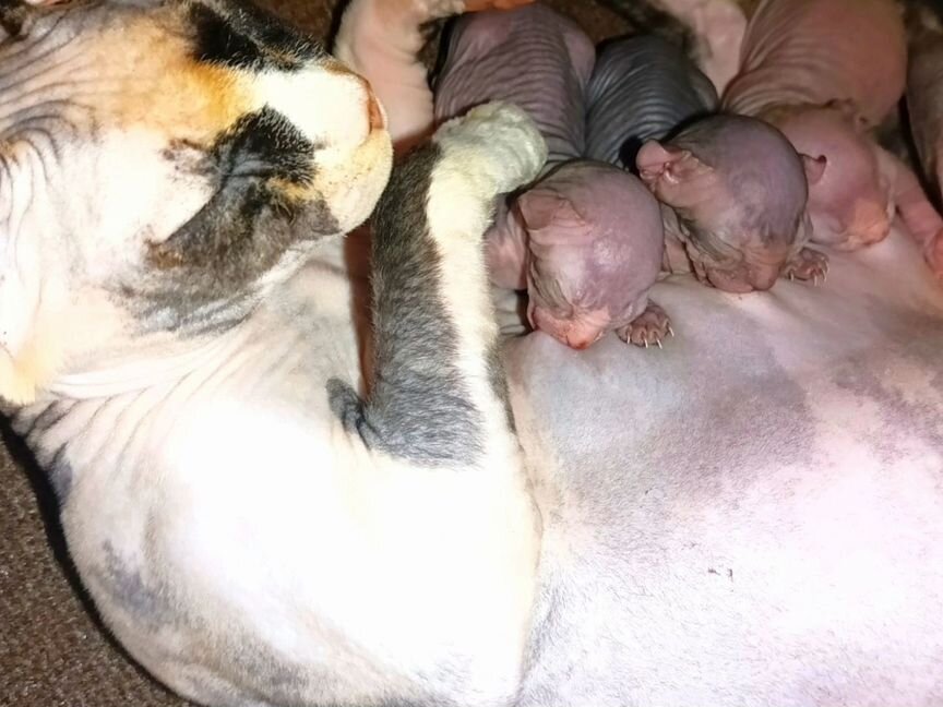 Котята Канадский сфинкс