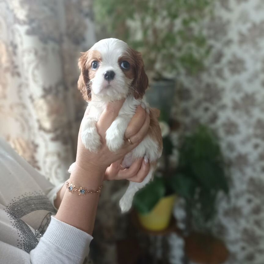 Щенки кавалер кинг чарльз спаниеля