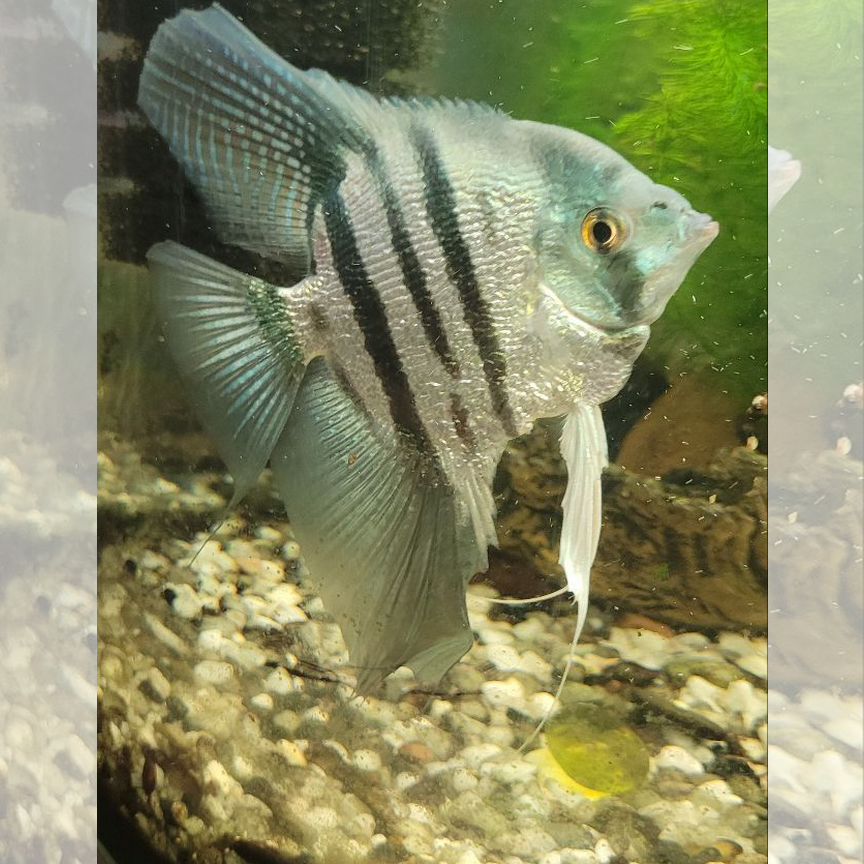 Скалярии голубой ангел