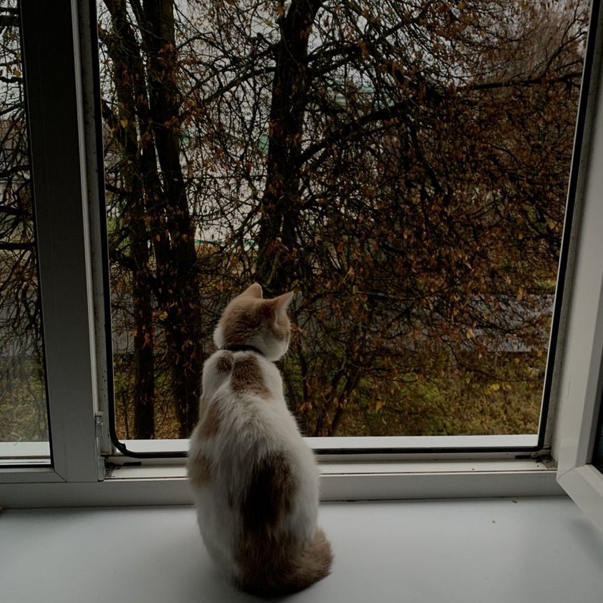 Отдам кошку в добрые руки