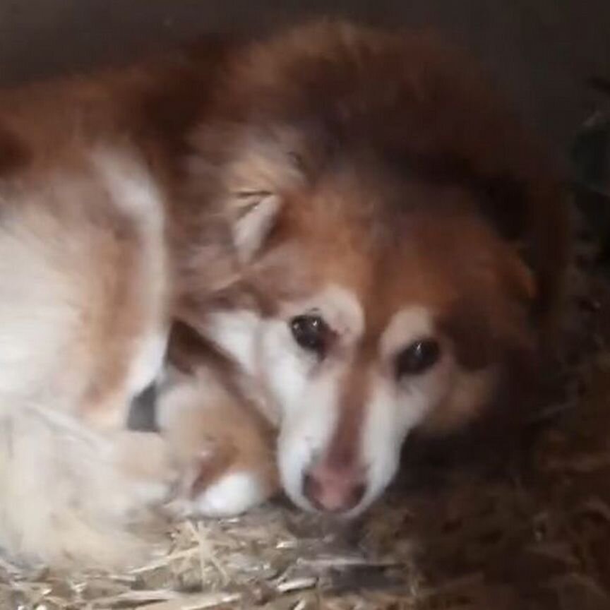 Взрослый пёс в добрые руки