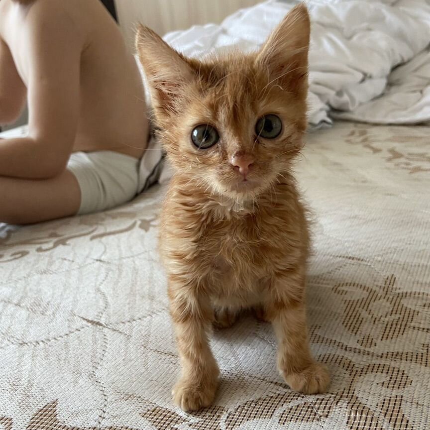 Отлам котенка