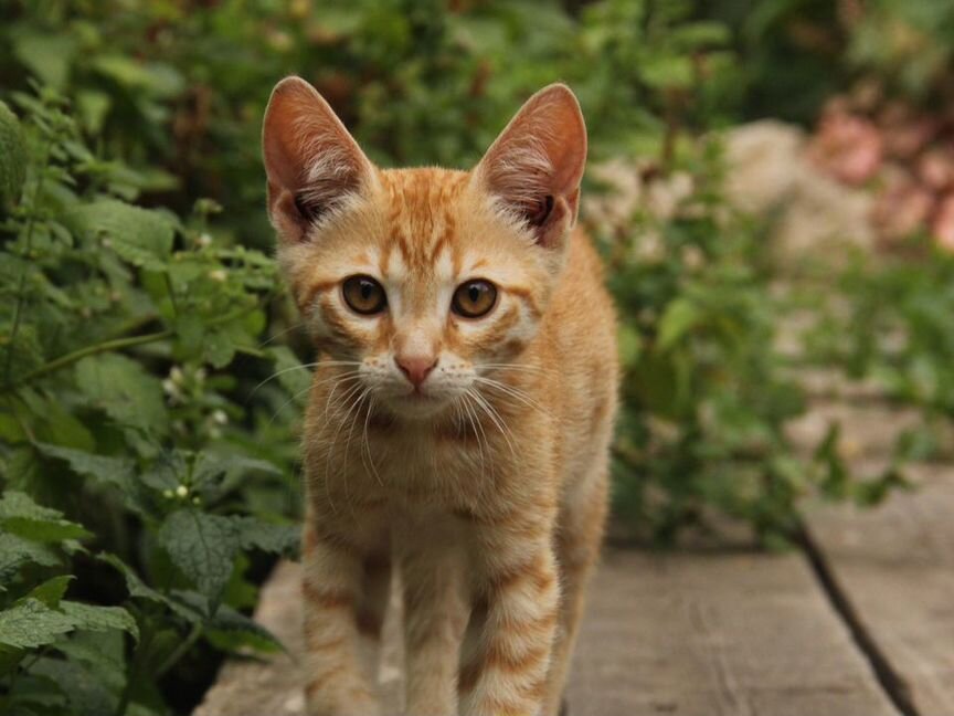 Рыжие котята гладкошёрстные