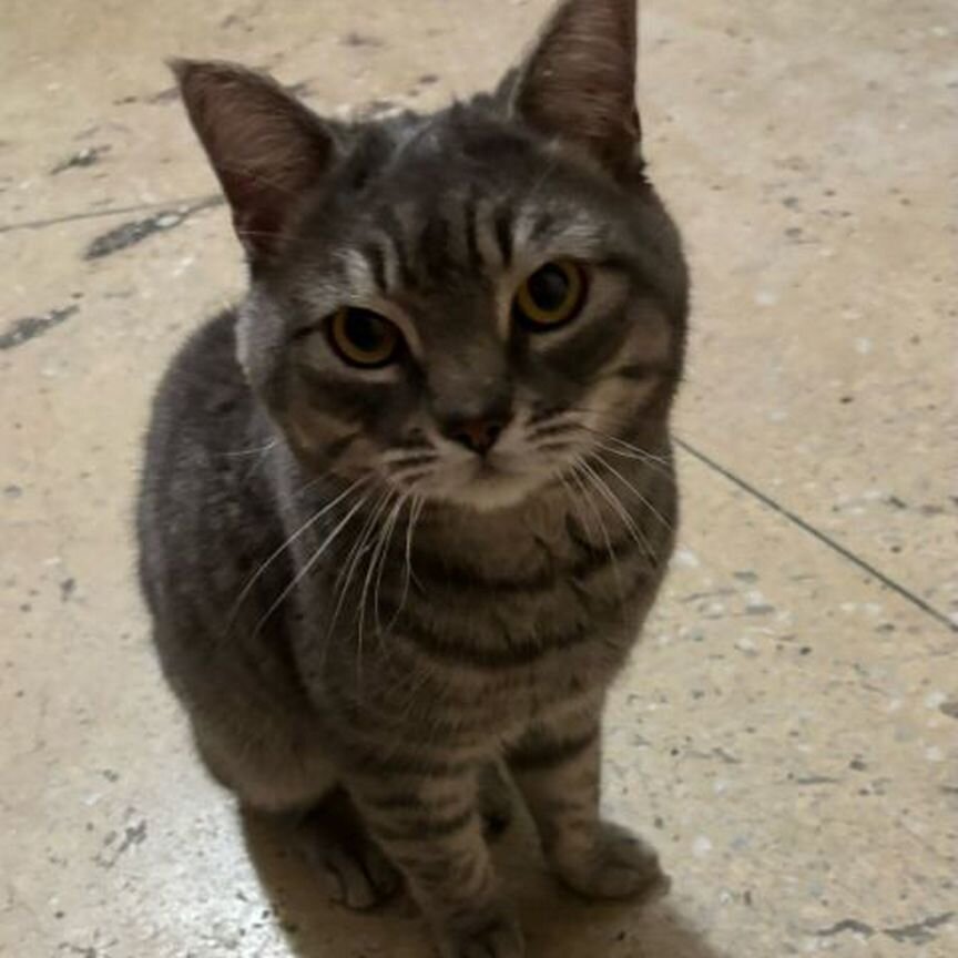 Отдам самого ласкового кота в добрые руки