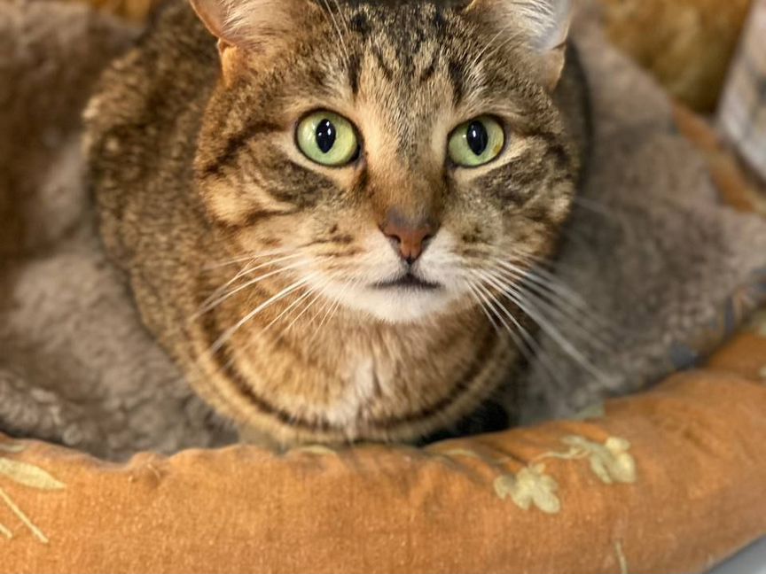 Котик Витас