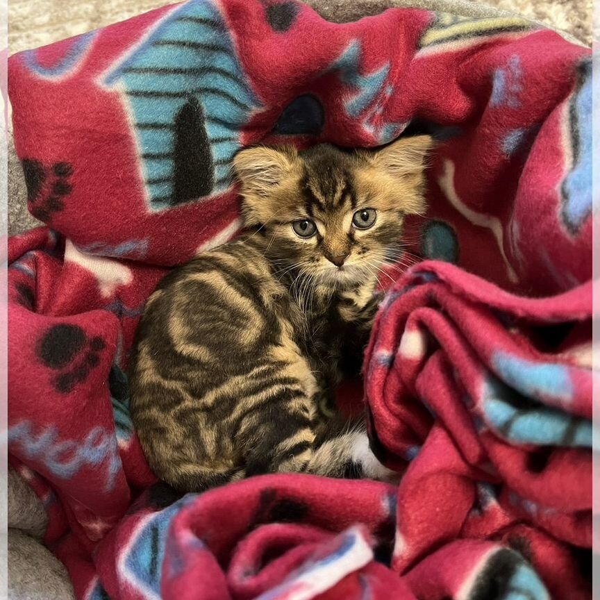 Мраморный британец