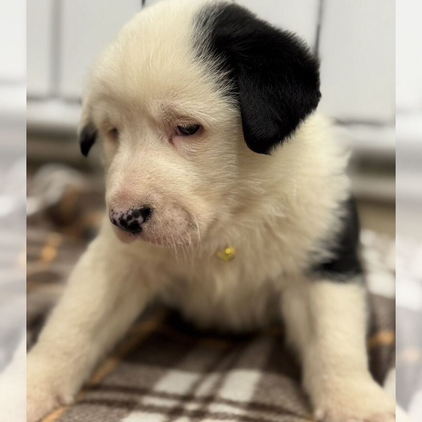 Бордер-колли, щенок