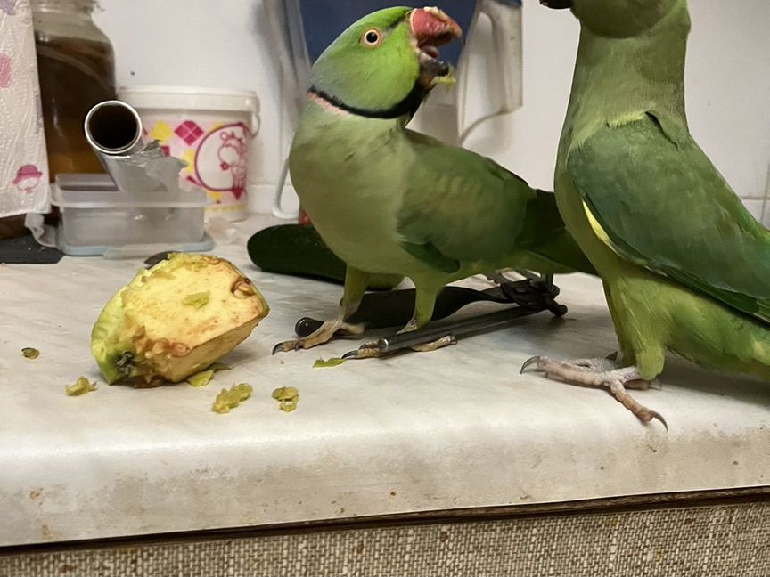 Обменяю попугая