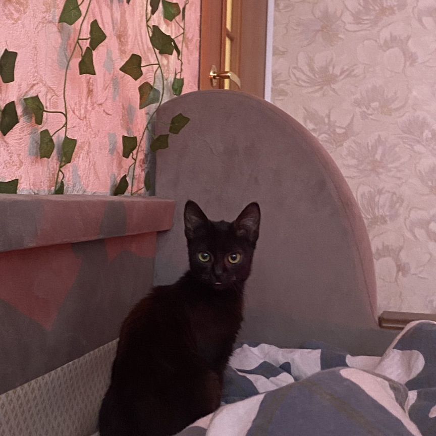 Котенок в добрые руки