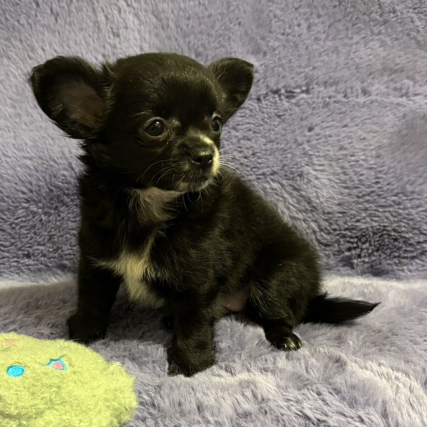 Малышка Чихуахуа мини д/ш