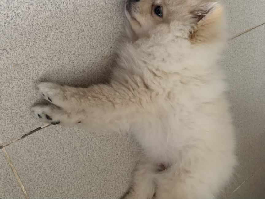 Собака шпиц