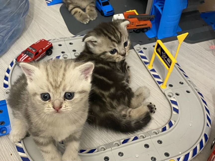 Породистый вислоухий шотландский котенок