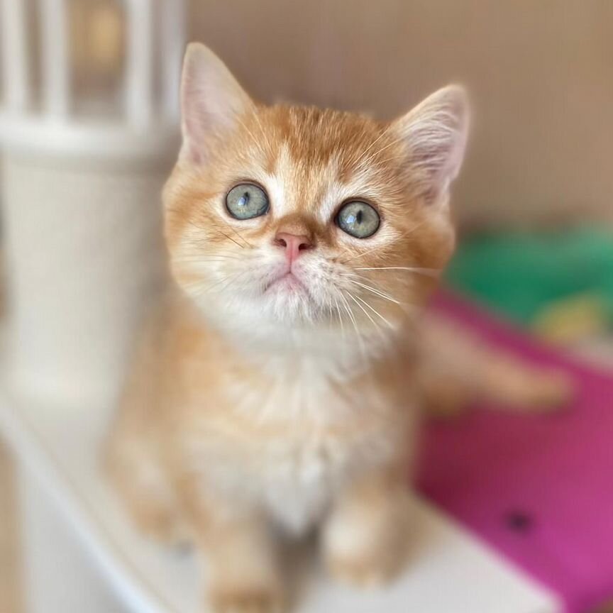 Кот шоколадное золото