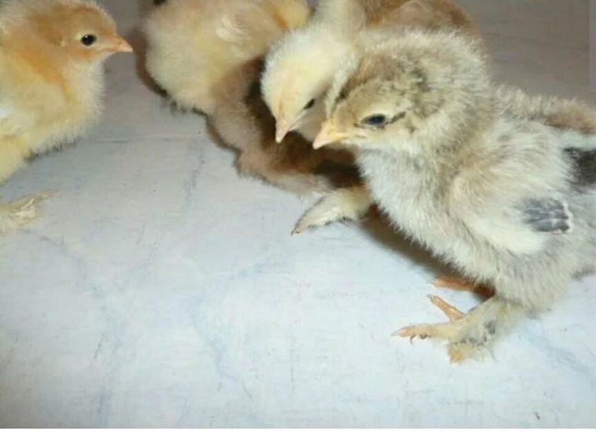 Цыплята суточные