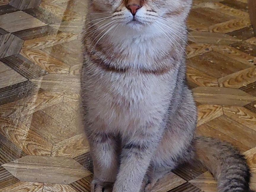 Британские братишки