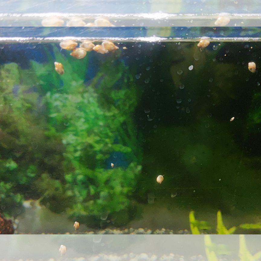 Улитки аквариумные в добрые руки