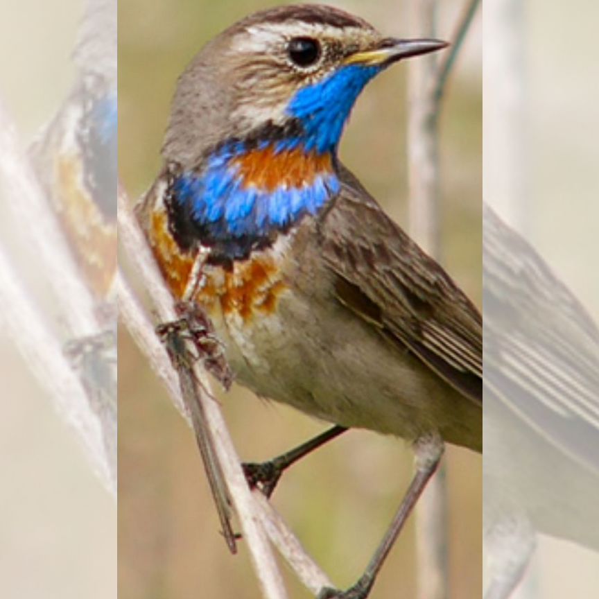 Варакушку черноголовку зарянку ремеза