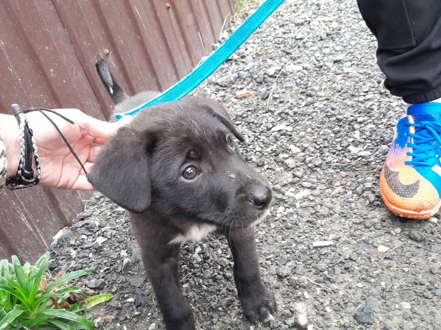 Забавные песики