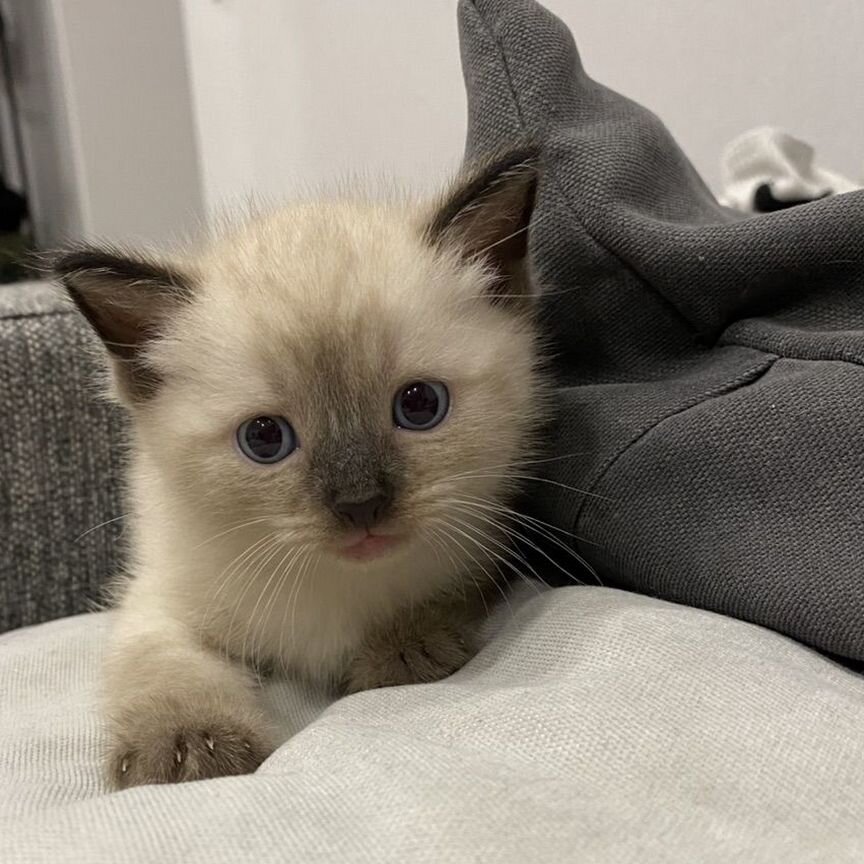 Тайский котёнок