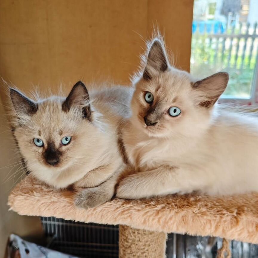 Сиамские котята