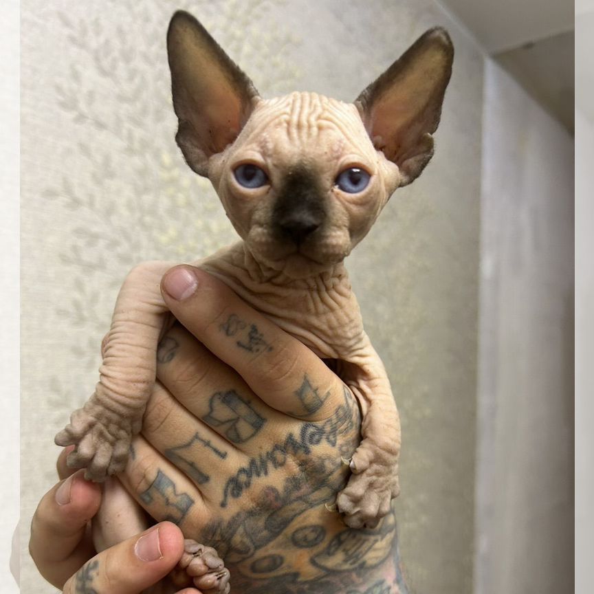 Канадский сфинкс котята