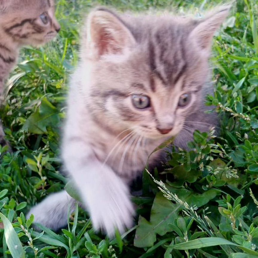 Отдам котят у добрые руки