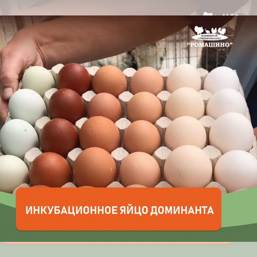 Инкубационное яйцо Доминант