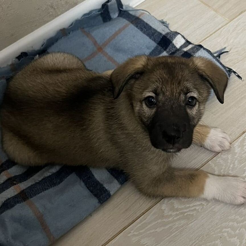 Щенок в добрые руки