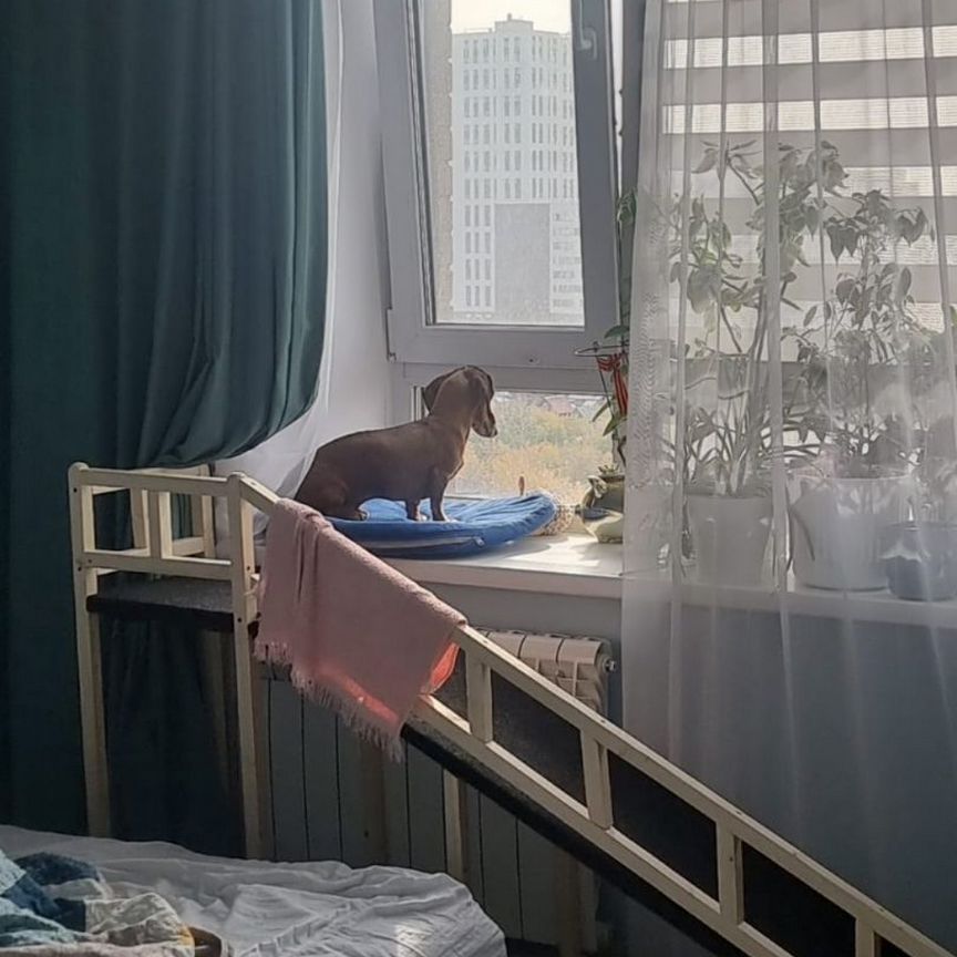 Лестница для маленьких собак