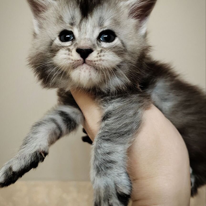 Котик серебро