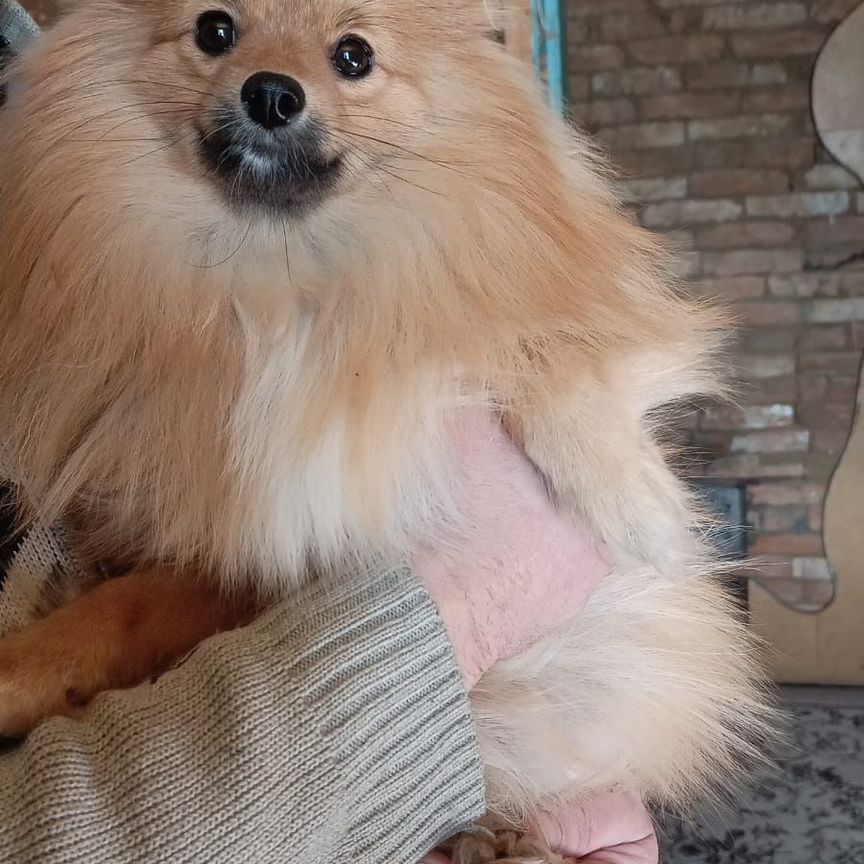 Шпиц