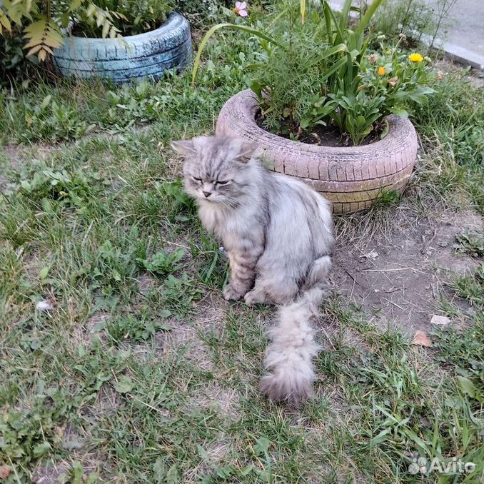 Породистый котик ищет дом