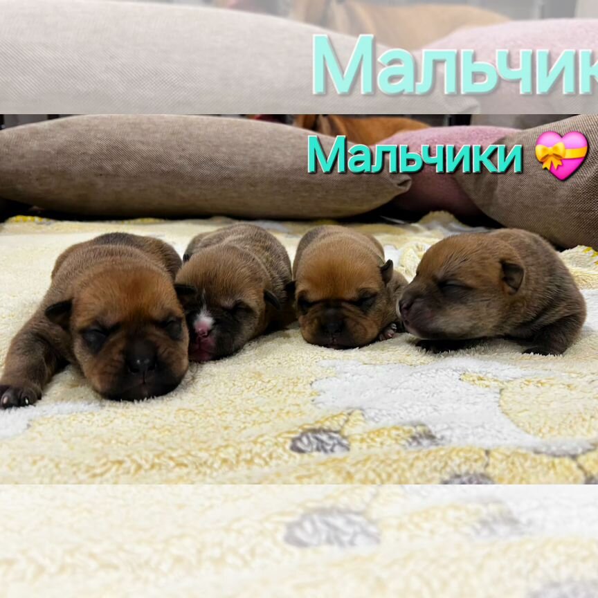 Щенки ка де бо