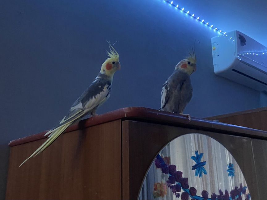 Попугаи корелла с клеткой