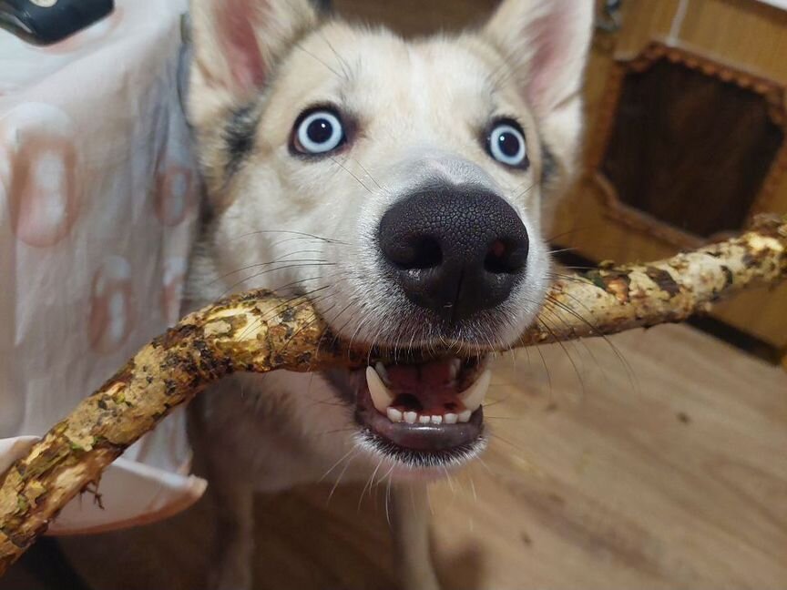 Отдам собаку в добрые руки