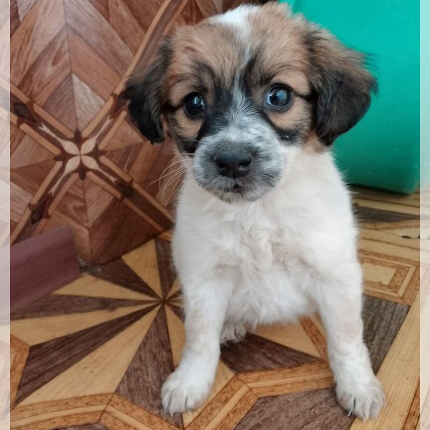 Чудо-чудное в дар